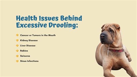 Why Is My Dog Suddenly Drooling A Lot Volhard Dog Nutrition