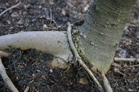 Girdling Tree Roots Walter Reeves The Georgia Gardener