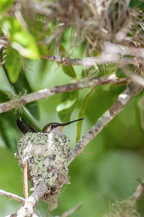 Ruby Throated Hummingbird On Nest Photograph By Larry Richardson Pixels