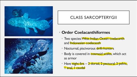 Class Sarcopterygii Flashcards Quizlet Class Sarcopterygii Flashcards Quizlet