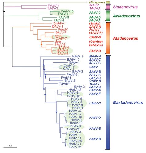 Adenoviruses Semantic Scholar