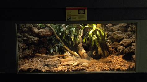 Reticulated Python Exhibit Zoochat
