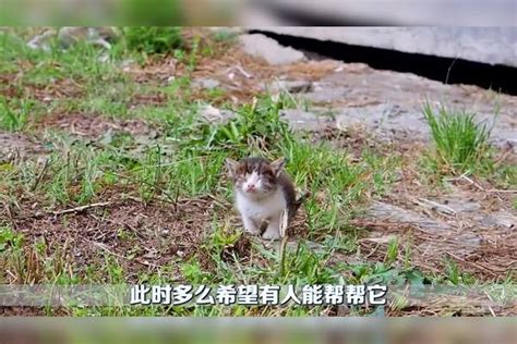 没满月的小猫被狠心主人遗弃幸好遇到好心人救了回来结局暖心 好心人 小猫 满月