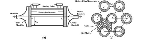 Diagram Of The Bioreactor And The Simulation Boundaries In The Double