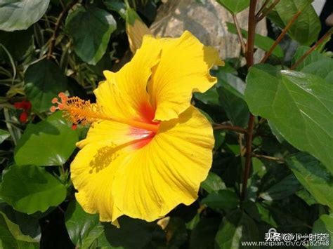 處暑詩情天上雙星合人間處暑秋 每日頭條