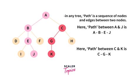 Binary Tree In C Types And Implementation Scaler Topics