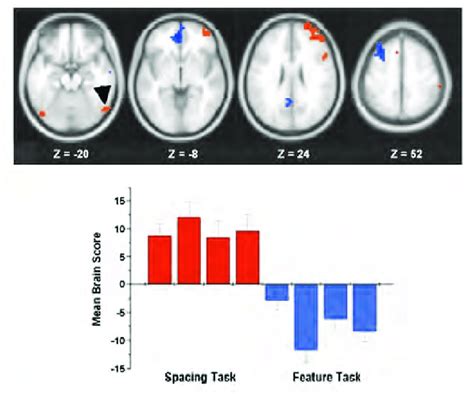 Neural Correlates Of Face Recognition Brain Regions Upper Panel And