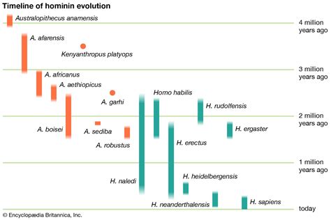 Australopithecus Human Ancestor African Species Fossils Britannica