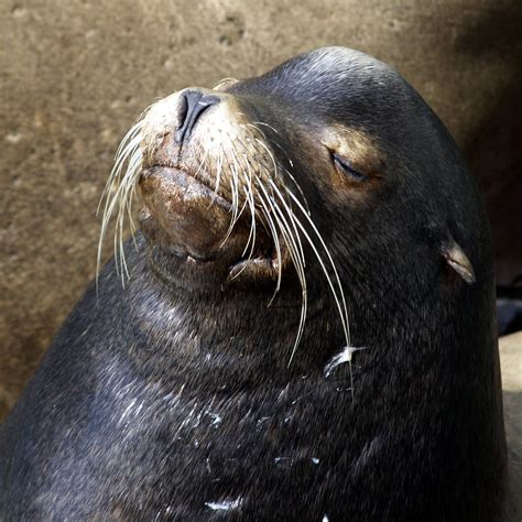 Endangered Seals