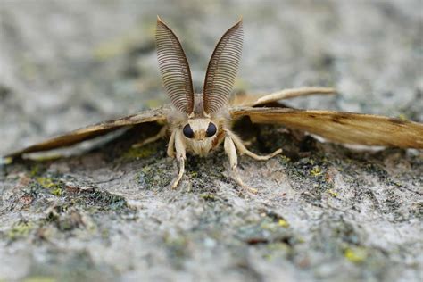 Fuzzy Moth Face