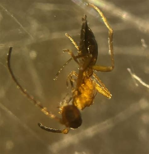 Tricky Wingless Hymenopteran Bugguidenet