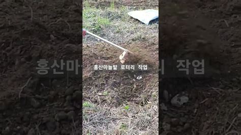 마늘농사 3번째 파종 예초기 호환 마늘밭 로터리 작업 Youtube