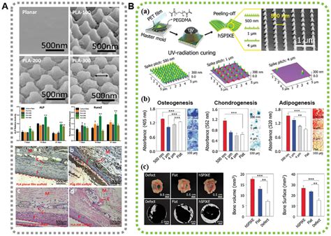 A Pla Nanopillar Arrays With Different Diameter Promote Hadscs