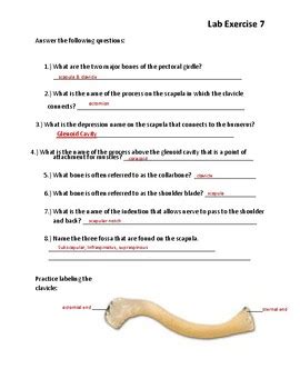 A P I Lab Exercise Appendicular Skeleton Teacher Version TPT