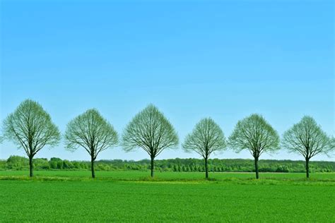 Composition Rhythm Row Of Trees Example