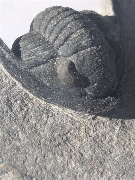 Trilobite Fossil Fossil Id The Fossil Forum