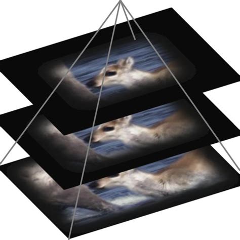 Visualization Of Context Pyramid Representation On Deer Sequence