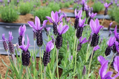 Herb Island Lavender Festival 허브아일랜드 라벤더축제 Festivals Korea Travel And Tourism Information