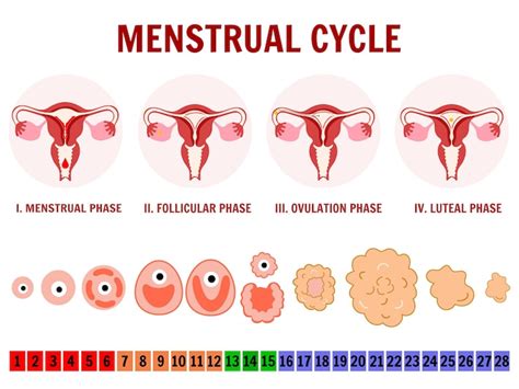 Premium Vector Female Stages Of The Menstrual Cycle In Vector