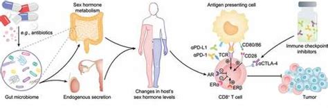 Full Article The Role Of The Sex Hormone Gut Microbiome Axis In Tumor Immunotherapy