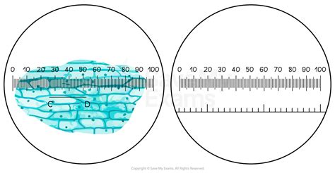 Microscope Eyepiece Graticule Function At Irving Johnson Blog
