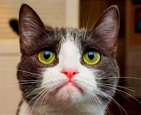 Малоизвестный факт про котов | Пикабу