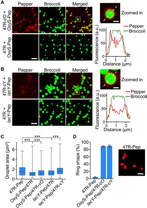 Targeted Rna Recruitment Into Condensates Via Trans Acting Cag Download Scientific Diagram
