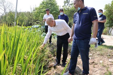 赵军伟调研秋季水稻保收工作 要闻 潢川新闻网 潢川县委县政府门户网站