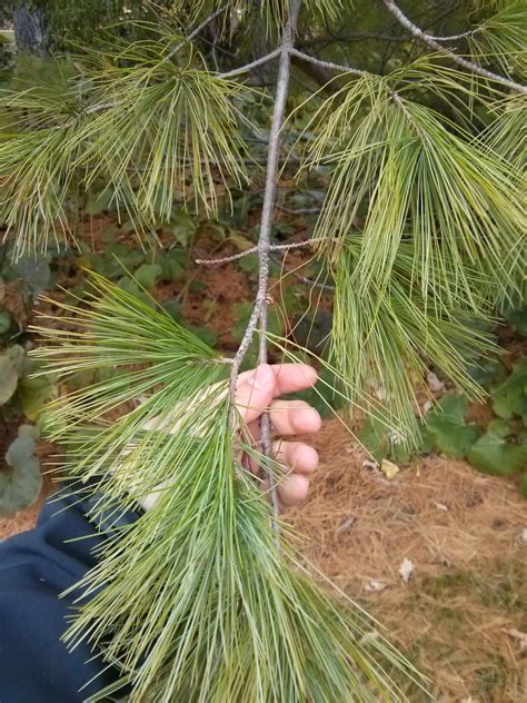 Eastern White Pine Pinus Strobus The Ufor Nursery And Lab