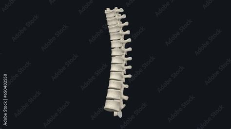 In Vertebrates Thoracic Vertebrae Compose The Middle Segment Of The Vertebral Column Between