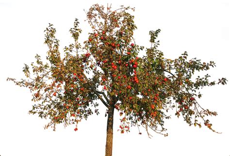 2000 Kostenlose Obstbaum Und Apfelbaum Bilder