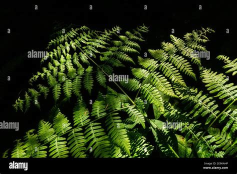 Green Fern With A Black Backgraound Stock Photo Alamy