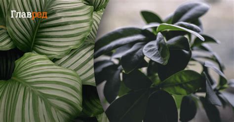 5 растений которые нельзя ставить в спальне Главред