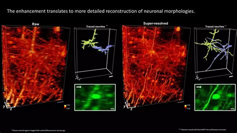 Deep Learning Enables Reference Free Isotropic Super Resolution For Volumetric Fluorescence