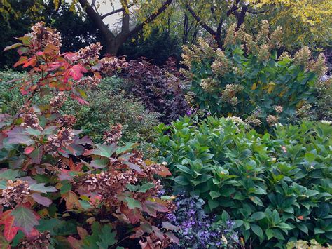 Hydrangea Spp And Cvs Hydrangea Species And Cultivars Fort Tryon Park Trust