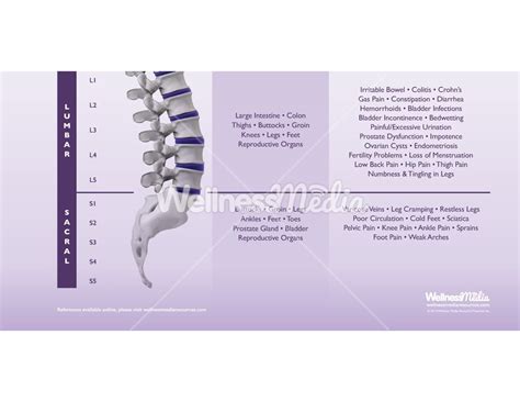 Chiropractic Spinal Nerve Handout