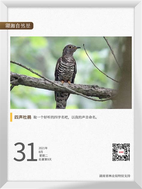湖湘自然历丨gue gue gue guo四声杜鹃叫唤的到底是啥进来听听 岳阳 华声文旅 华声在线