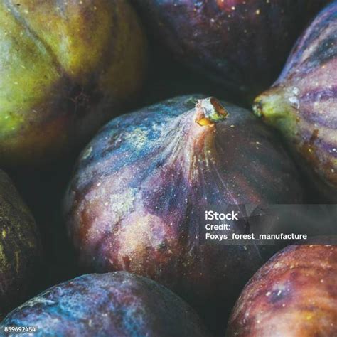 신선한 익은 계절 자주색 무화과의 클로즈업입니다 음식 텍스처 배경 0명에 대한 스톡 사진 및 기타 이미지 0명 개념 건강한 식생활 Istock