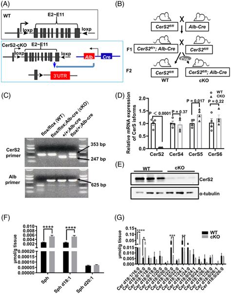 Generation Of Cers2 Conditional Mice A Wt Represents The Addition Of Download Scientific