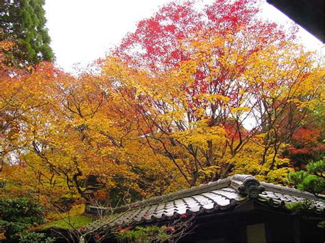 京都 大徳寺 高桐院 Daitokuji Kotoin Temple 天空仙人の神社仏閣めぐり 庭園写真