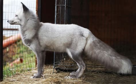 Белая лисица