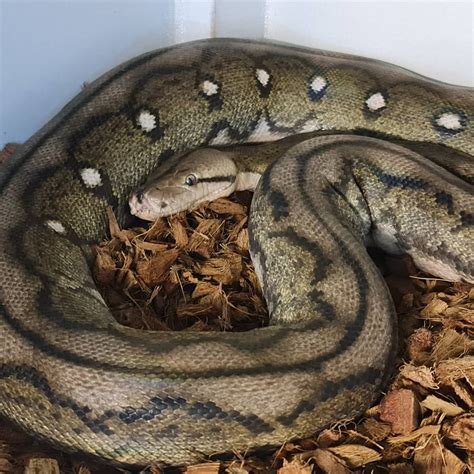 Motley Tiger Reticulated Python By Morph Box Royal Pythons Morphmarket