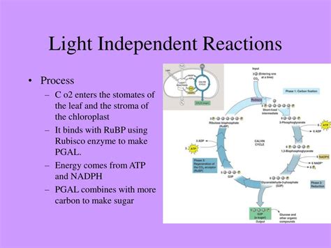Ppt Photosynthesis Powerpoint Presentation Free Download Id1832884