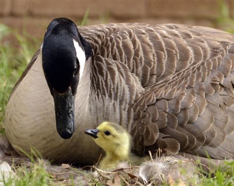 Gosling Goose
