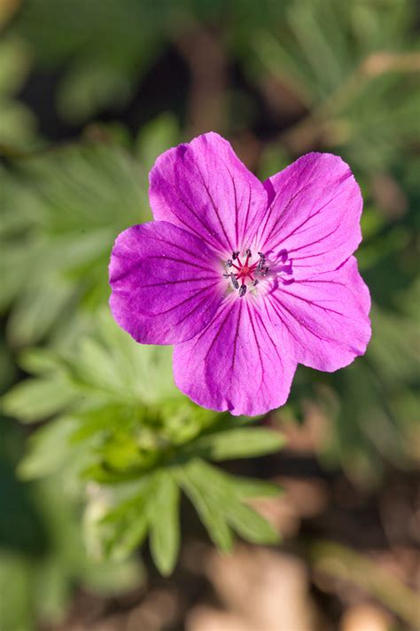 Geranium Sanguineum Tiny Monster Fairweathers Nursery