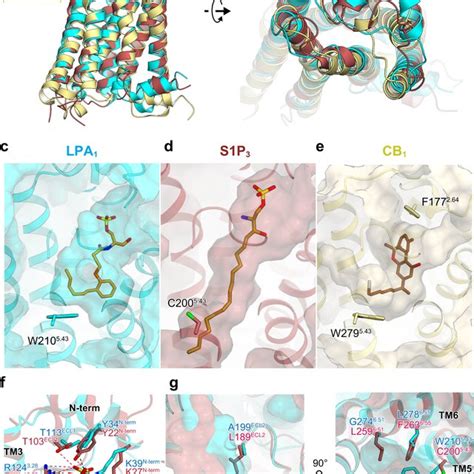 Comparison Of Lipid Binding Modes A B Superimposition Of The Download Scientific Diagram