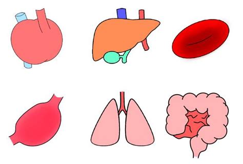 110 Hepatic Artery Illustrations Stock Illustrations Royalty Free Vector Graphics And Clip Art