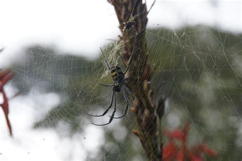 100 Free Dark Web And Dark Photos Pixabay