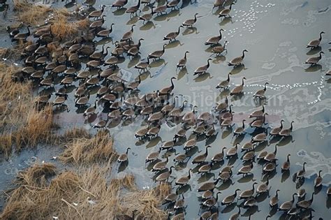 Surveying Wildlife Migration Patterns Ar Generative Ai Premium Ai