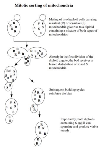 Fungal Genetics Demonstration Mitochondrial Inheritance In Yeast